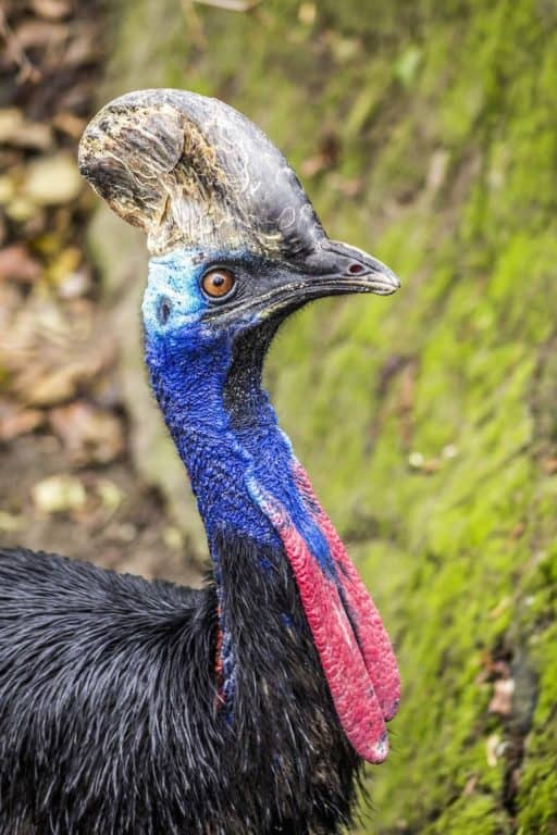 Top Five Scary Australian Animals | Which Ones Scare You?